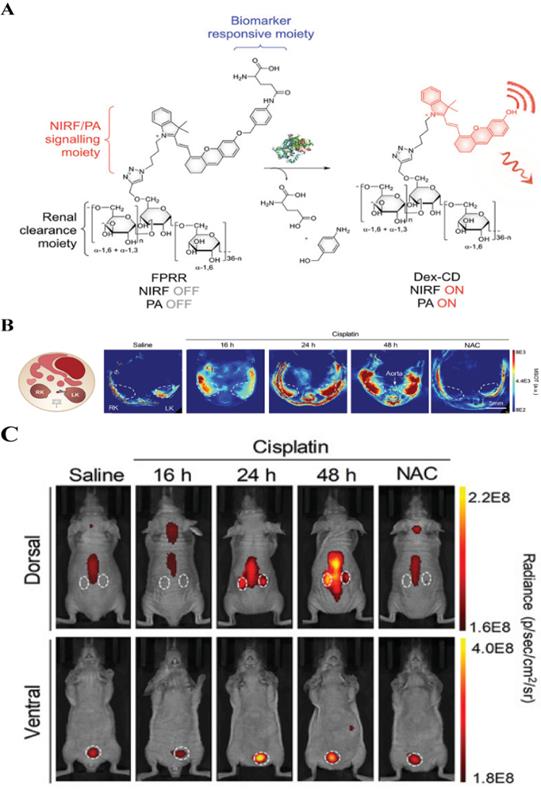 Activated molecular probes for enzyme recognition and detection