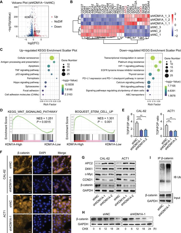KDM1A promotes thyroid cancer progression and maintains stemness ...