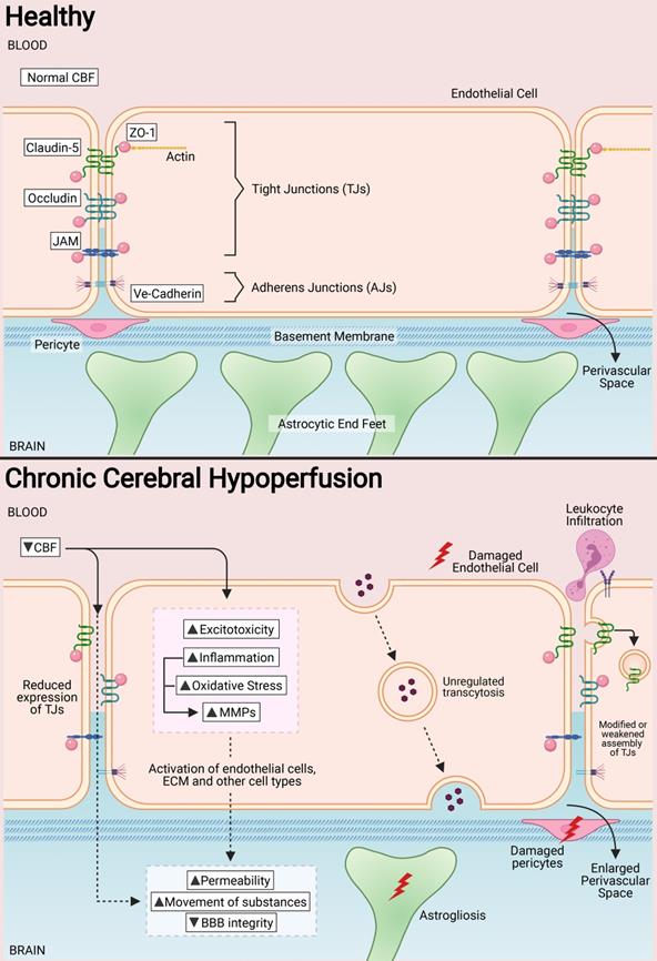 Pathophysiology of blood brain barrier dysfunction during chronic ...