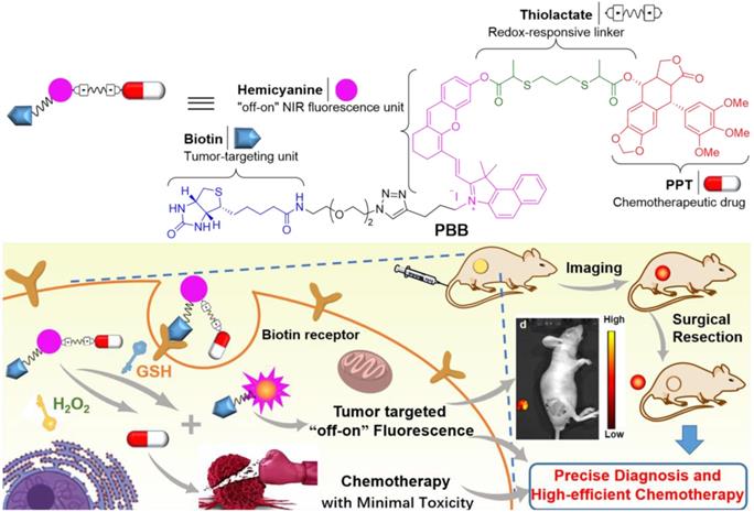 TME-targeting theranostic agent uses NIR tracking for tumor diagnosis ...