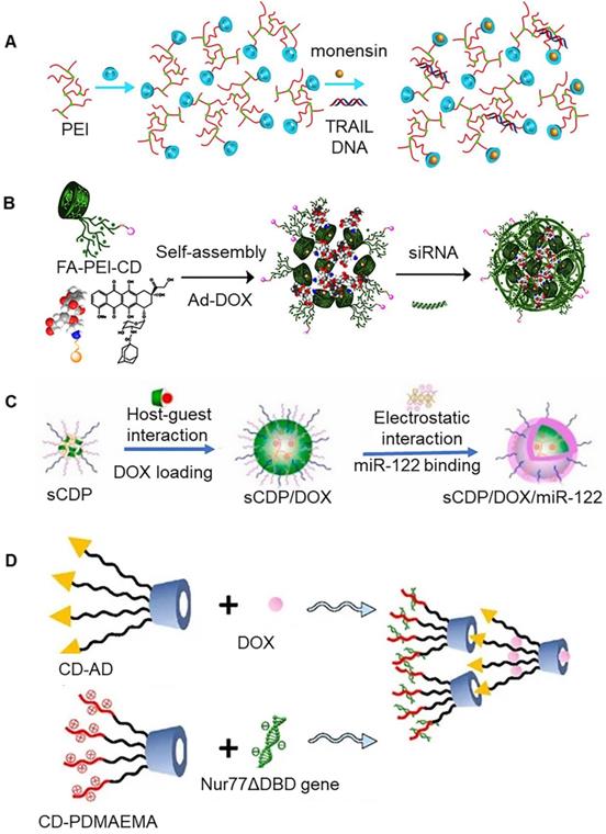 Multifunctional co-transport carriers based on cyclodextrin assembly ...
