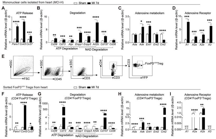CD4+FoxP3+CD73+ regulatory T cell promotes cardiac healing post ...