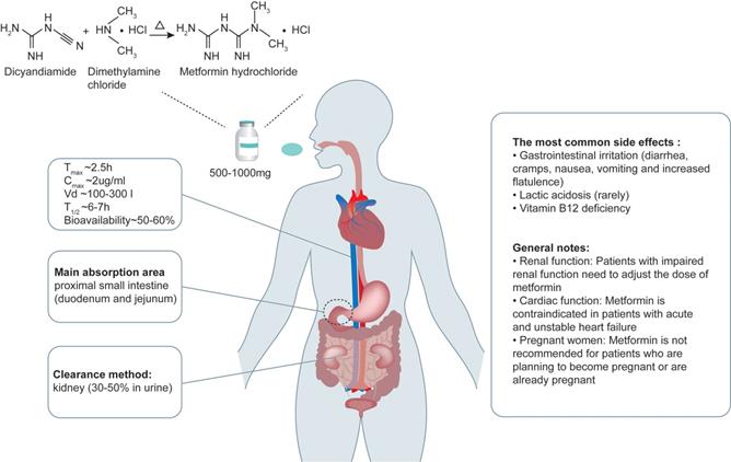 Metformin in aging and aging-related diseases: clinical applications ...