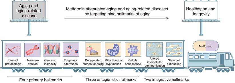 Metformin in aging and aging-related diseases: clinical applications ...