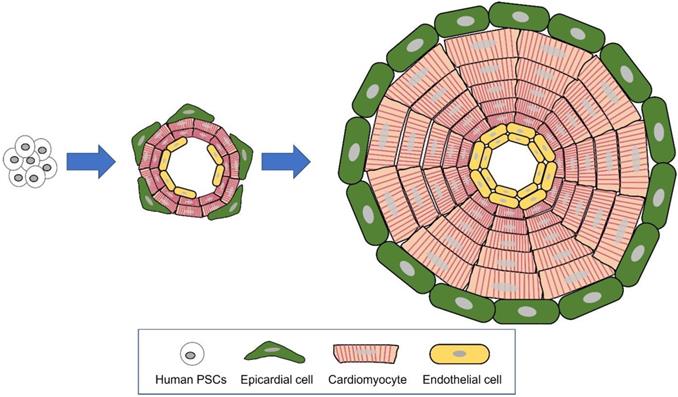From engineered heart tissue to cardiac organoid