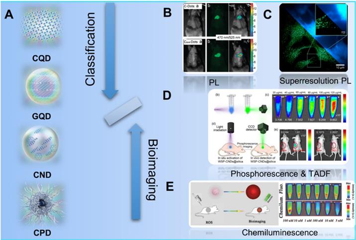 Recent progress of carbon dots in targeted bioimaging and cancer therapy