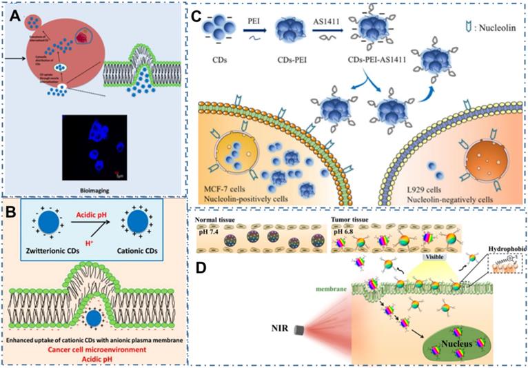Recent progress of carbon dots in targeted bioimaging and cancer therapy