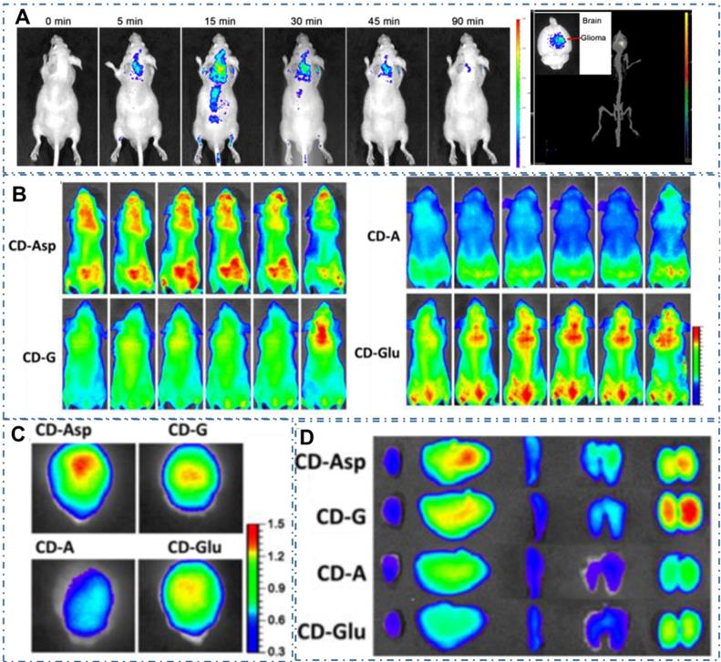 Recent progress of carbon dots in targeted bioimaging and cancer therapy
