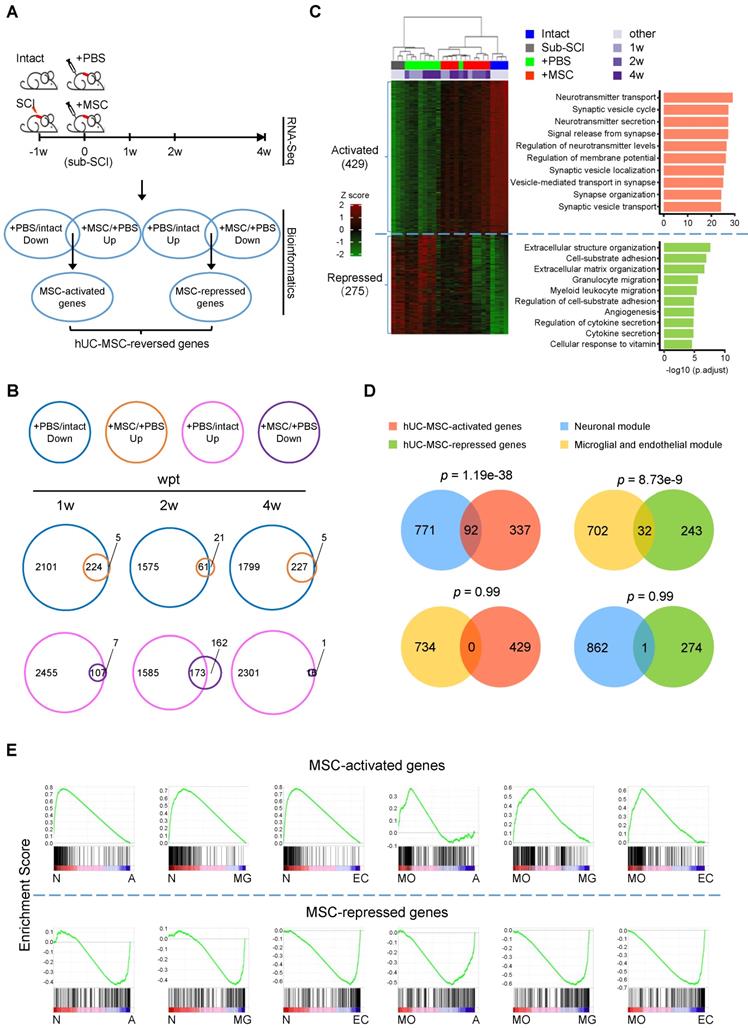hUC-MSC-mediated recovery of subacute spinal cord injury through ...