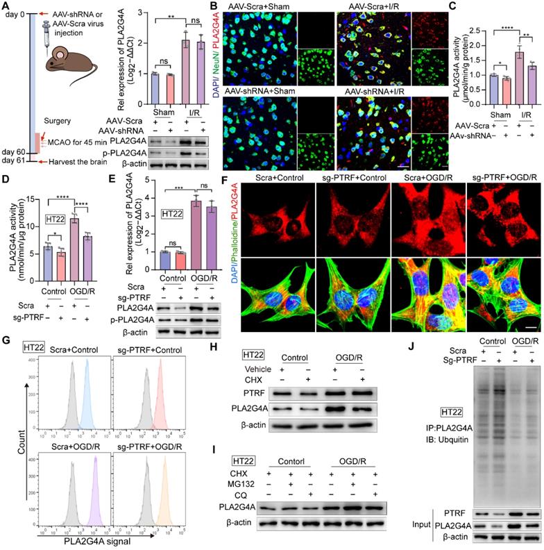 Neuronal STAT3/HIF-1α/PTRF axis-mediated bioenergetic disturbance ...