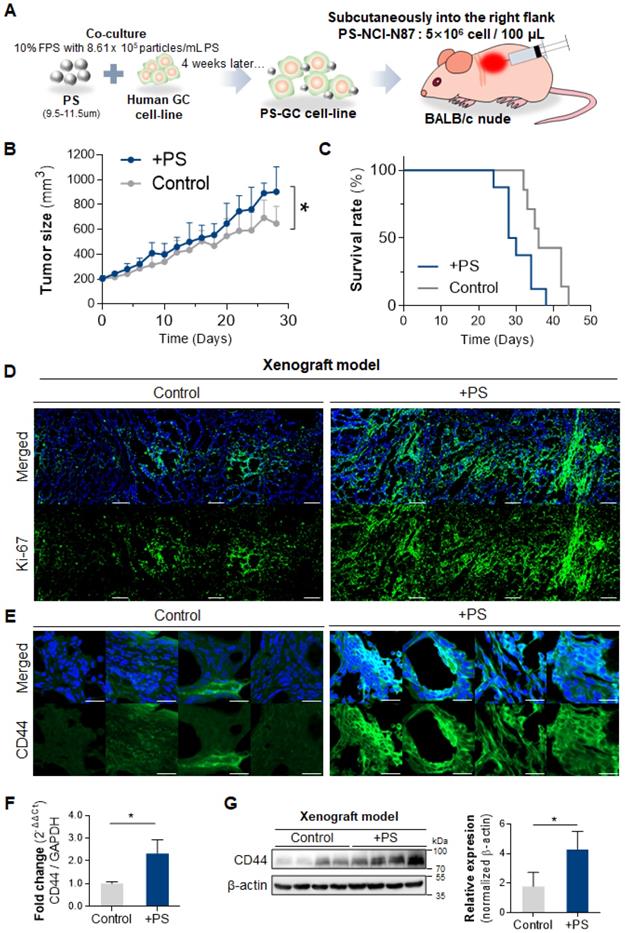 Enhanced ASGR2 by microplastic exposure leads to resistance to therapy ...