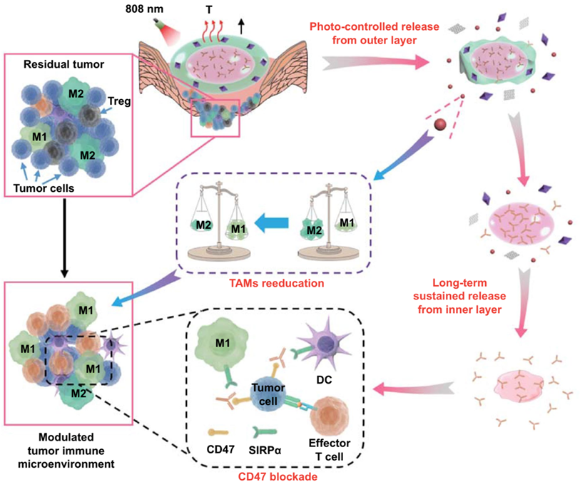 Antibody-based drug delivery systems for cancer therapy: Mechanisms ...
