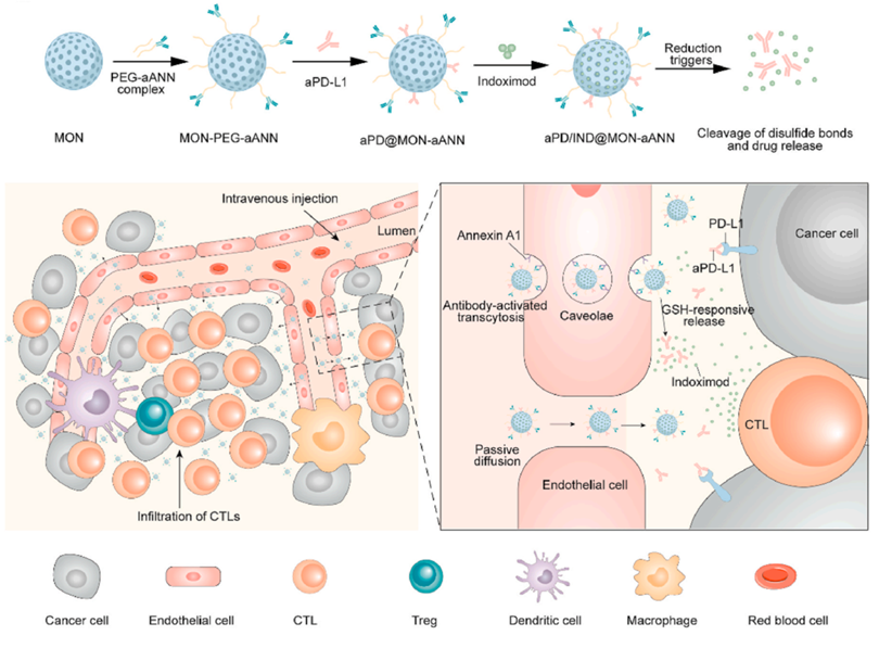 Antibody-based drug delivery systems for cancer therapy: Mechanisms ...