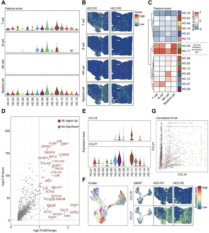 Spatial maps of hepatocellular carcinoma transcriptomes reveal spatial ...