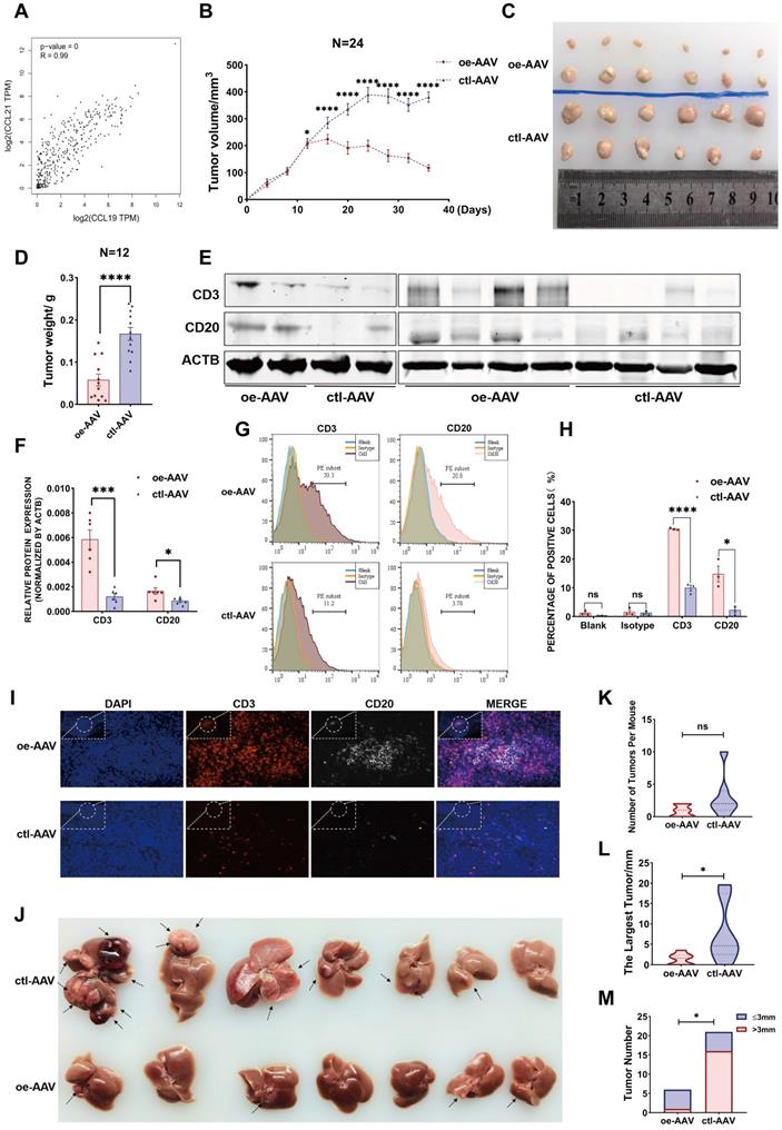 Spatial maps of hepatocellular carcinoma transcriptomes reveal spatial ...
