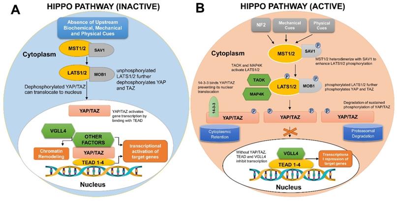 Circular RNAs modulate Hippo-YAP signaling: functional mechanisms in cancer