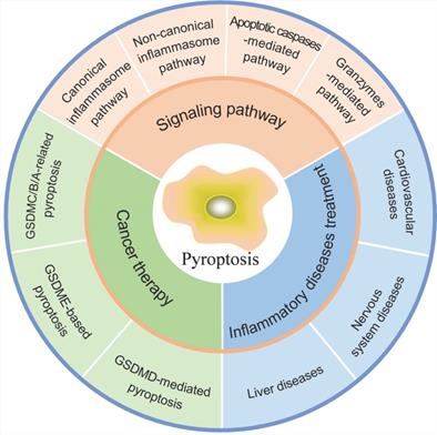 Pyroptosis in inflammatory diseases and cancer