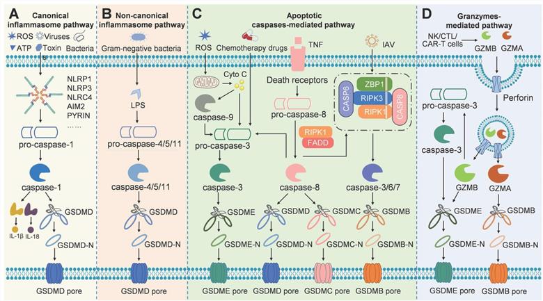 Pyroptosis in inflammatory diseases and cancer