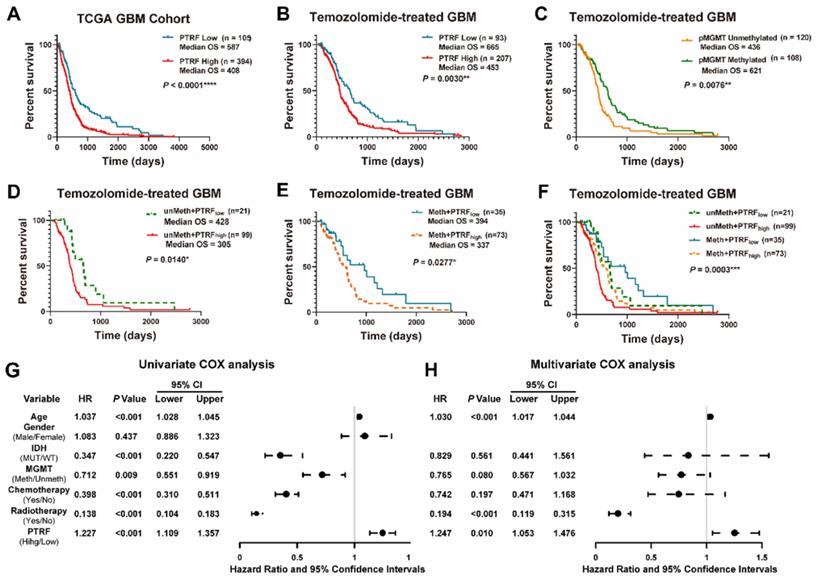 PTRF/Cavin-1 enhances chemo-resistance and promotes temozolomide efflux ...