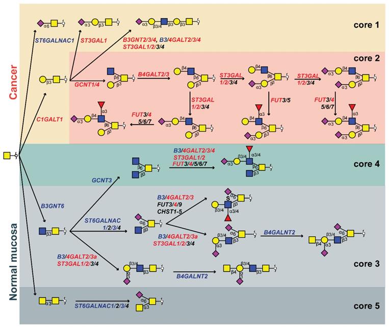 Specific (sialyl-)Lewis core 2 O-glycans differentiate colorectal ...