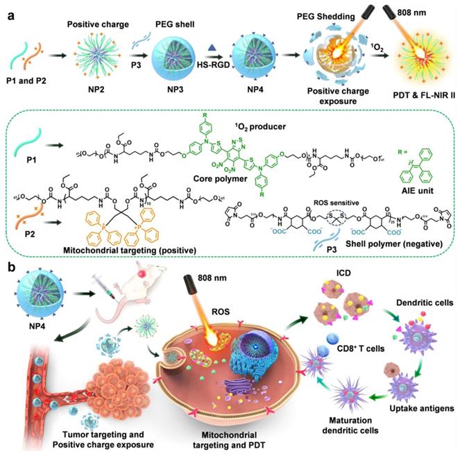 How to improve photodynamic therapy-induced antitumor immunity for ...