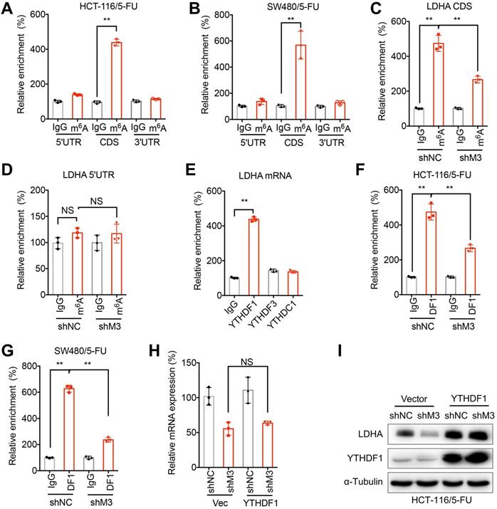 N6-methyladenosine-mediated LDHA induction potentiates chemoresistance ...
