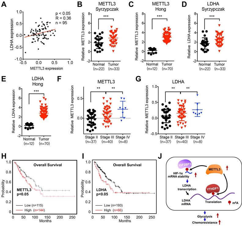 N6-methyladenosine-mediated LDHA induction potentiates chemoresistance ...