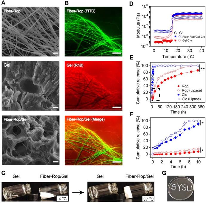 Injectable electrospun fiber-hydrogel composite sequentially releasing ...