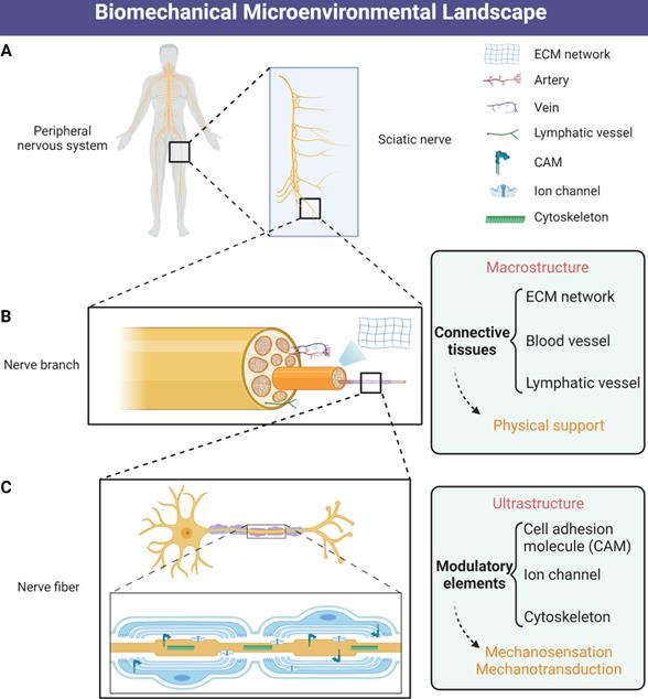 Biomechanical microenvironment in peripheral nerve regeneration: from ...