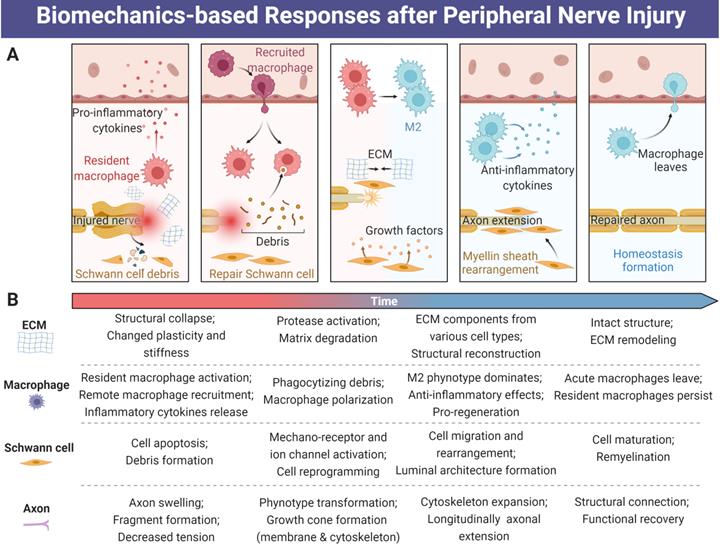Biomechanical microenvironment in peripheral nerve regeneration: from ...