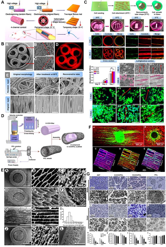 Biomechanical microenvironment in peripheral nerve regeneration: from ...