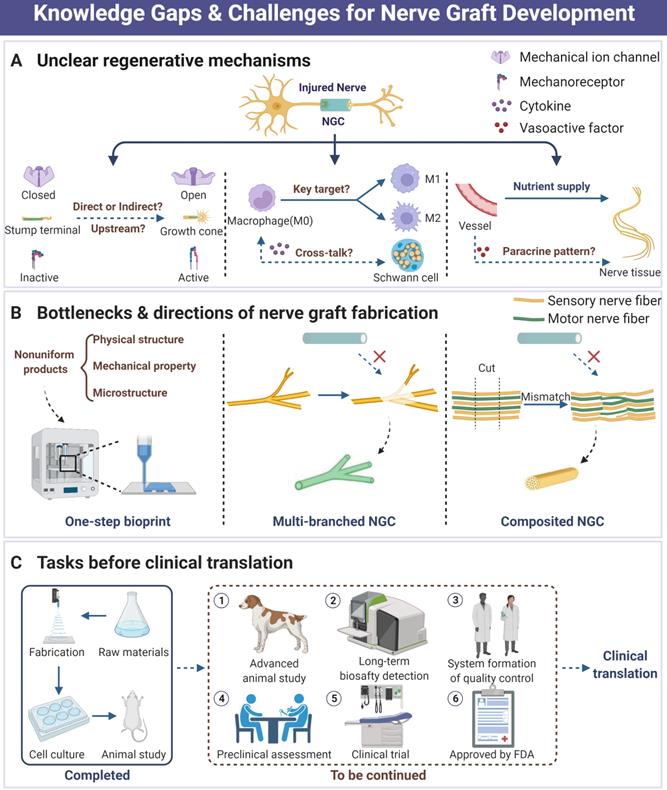 Biomechanical microenvironment in peripheral nerve regeneration: from ...