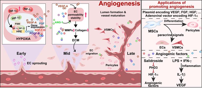 Therapeutic angiogenesis-based strategy for peripheral artery disease
