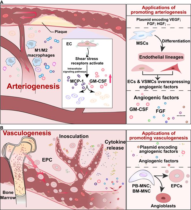 Therapeutic angiogenesis-based strategy for peripheral artery disease