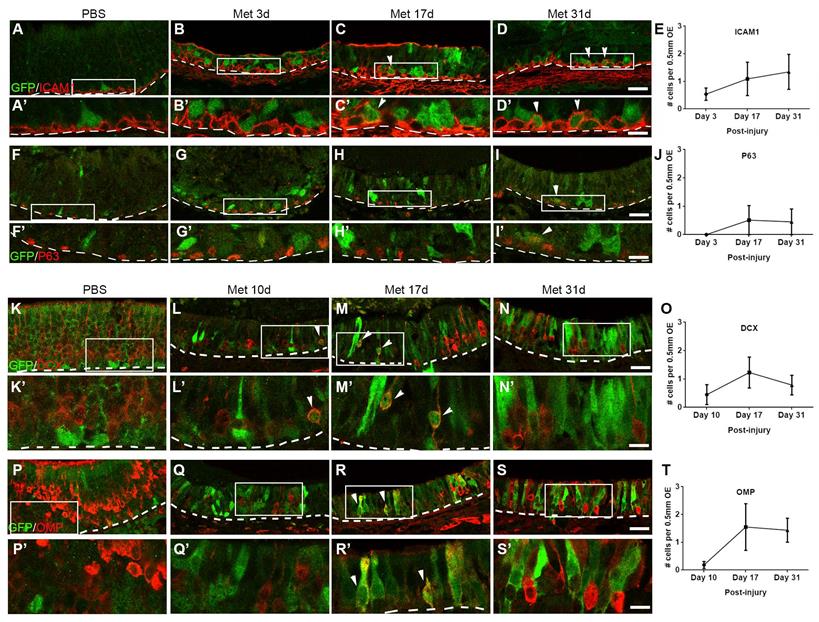 Lgr5+ cells are required and dynamically participate in olfactory ...
