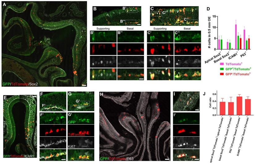 Lgr5+ cells are required and dynamically participate in olfactory ...