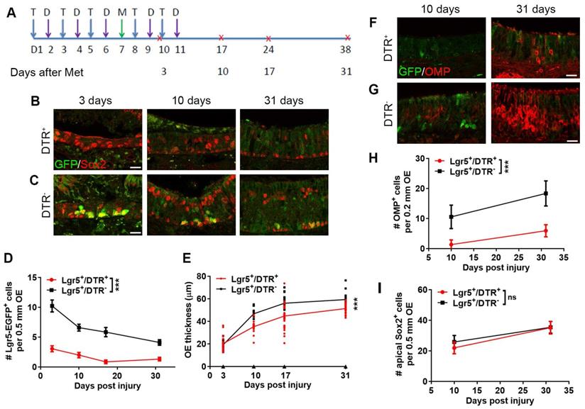 Lgr5+ cells are required and dynamically participate in olfactory ...