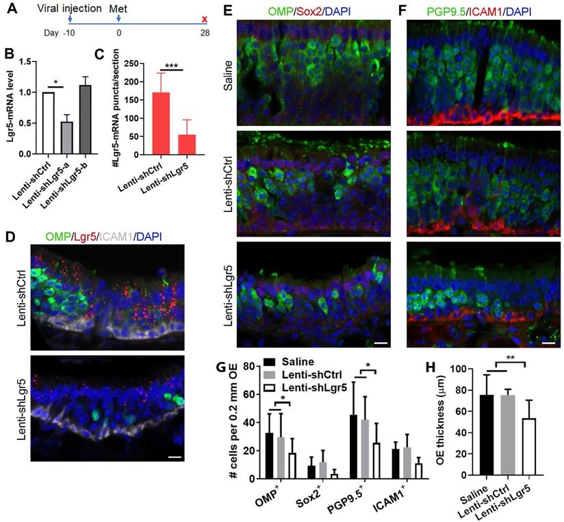 Lgr5+ cells are required and dynamically participate in olfactory ...