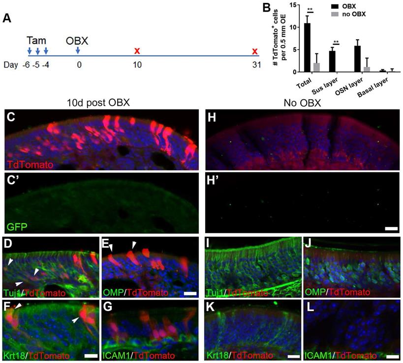 Lgr5+ cells are required and dynamically participate in olfactory ...