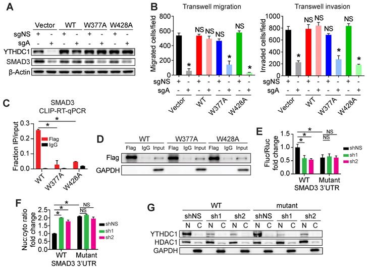 RNA N6-methyladenosine reader YTHDC1 is essential for TGF-beta-mediated ...