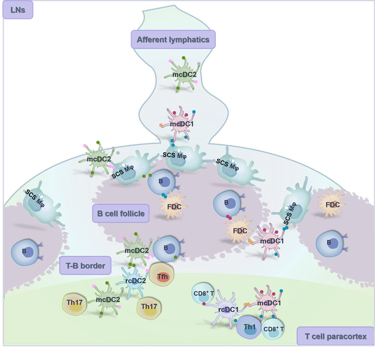 Antigen transfer and its effect on vaccine-induced immune amplification ...
