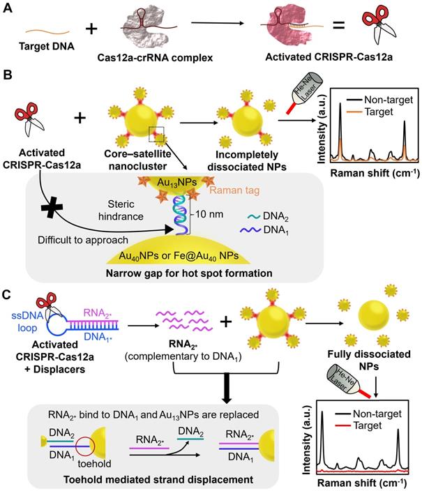 A CRISPR-Cas12a integrated SERS nanoplatform with chimeric DNA/RNA ...
