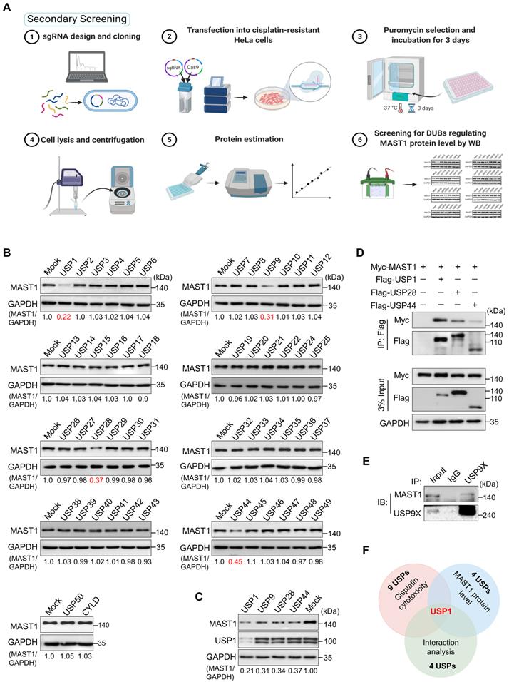CRISPR/Cas9-based genome-wide screening for deubiquitinase subfamily ...