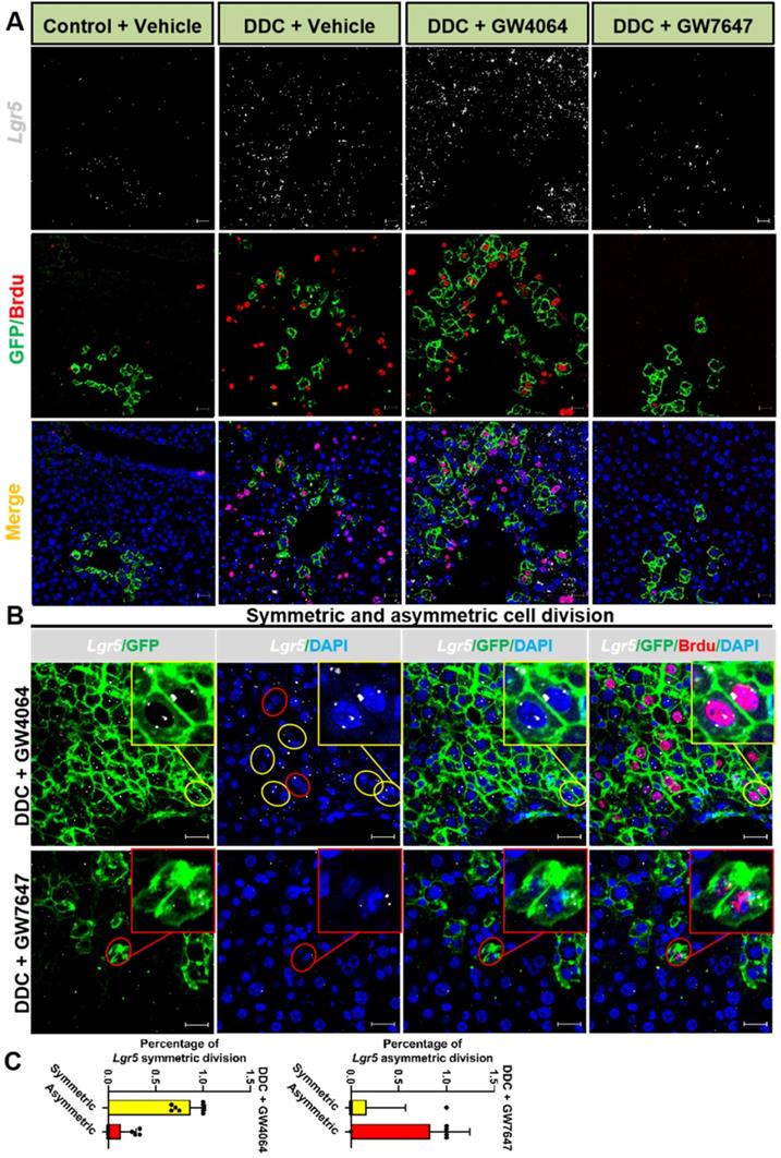 Lgr5+ cell fate regulation by coordination of metabolic nuclear ...