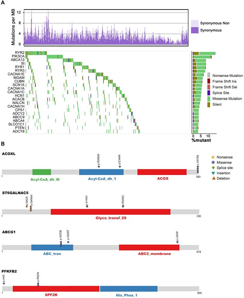 The metabolic genomic atlas reveals potential drivers and clinically ...