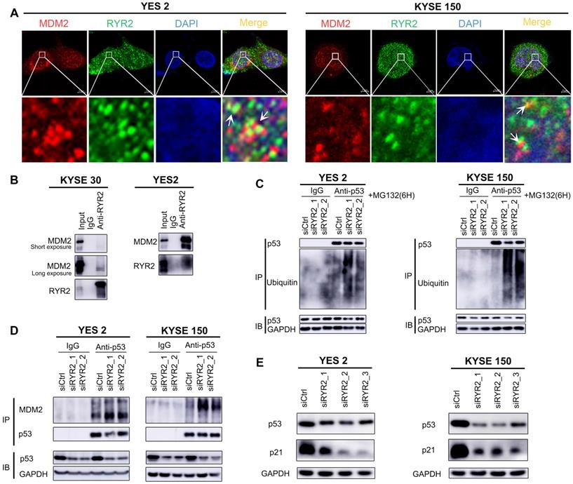 The metabolic genomic atlas reveals potential drivers and clinically ...