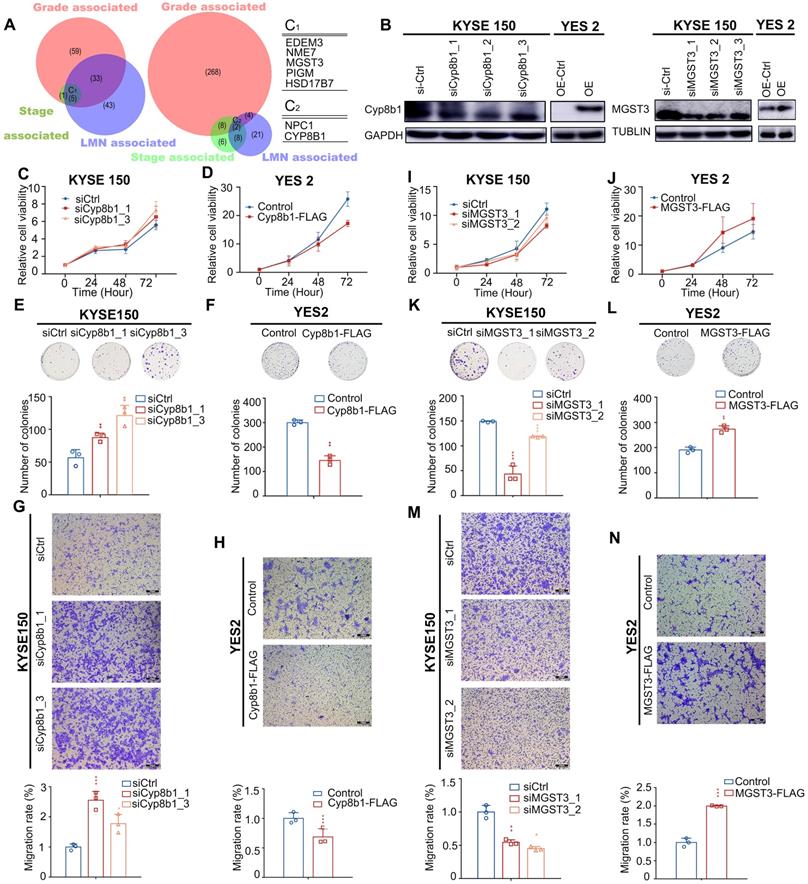 The metabolic genomic atlas reveals potential drivers and clinically ...