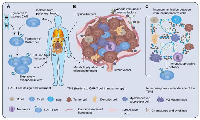 Immunosuppression in tumor immune microenvironment and its optimization ...