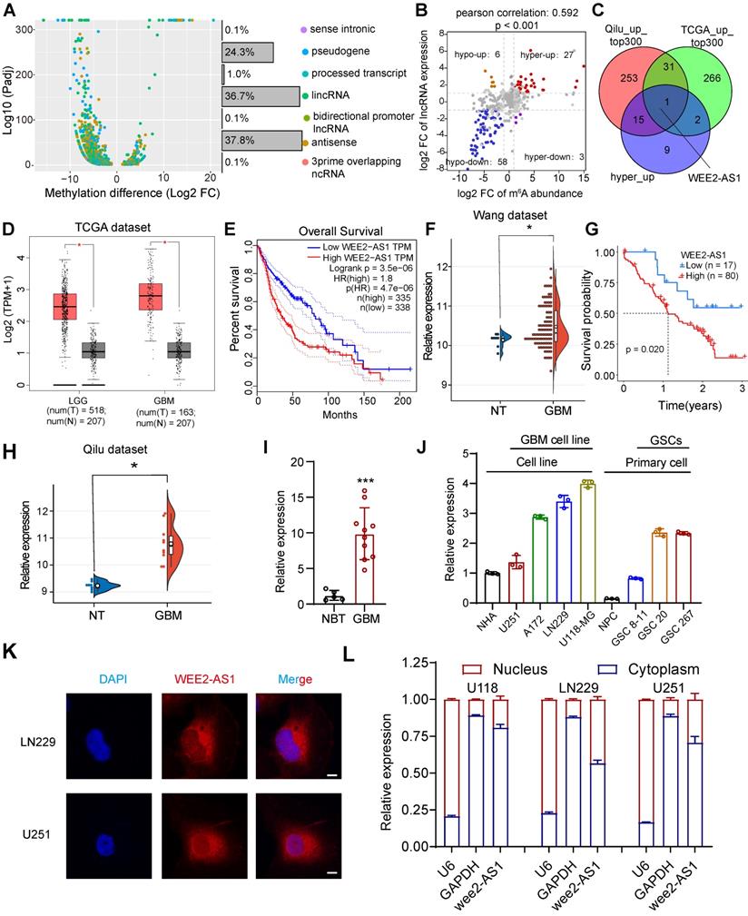 The N6-methyladenosine-mediated lncRNA WEE2-AS1 promotes glioblastoma ...