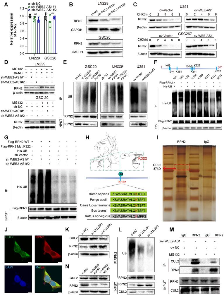 The N6-methyladenosine-mediated lncRNA WEE2-AS1 promotes glioblastoma ...
